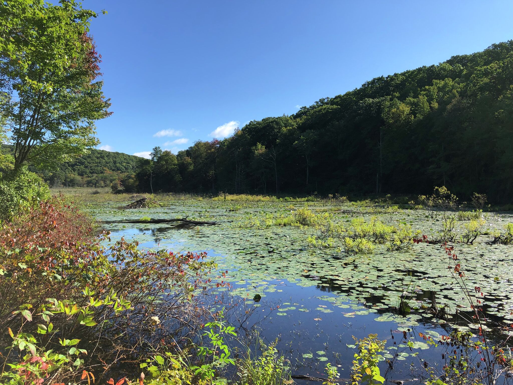 Beavers are making a comeback in Connecticut. Here’s why that matters