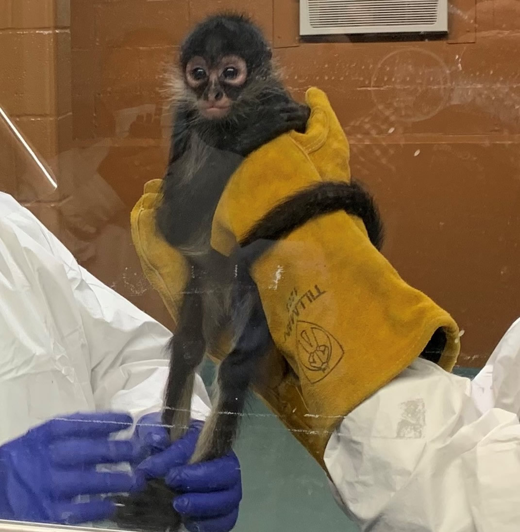 Texan woman caught with spider monkey in 'box of beer' at border