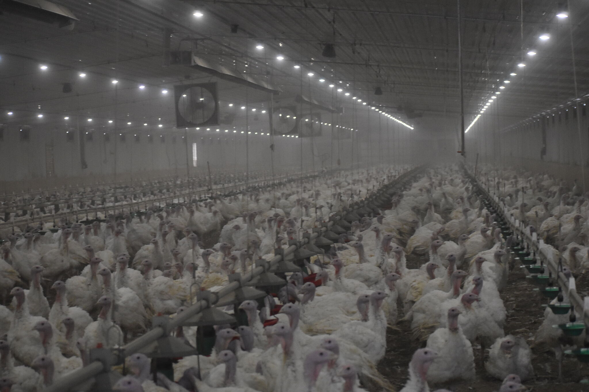 Sietsma Turkey Farm, Morley, raises over 30,000 turkeys at a time