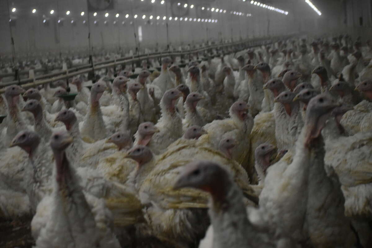 Sietsma Turkey Farm, Morley, raises over 30,000 turkeys at a time