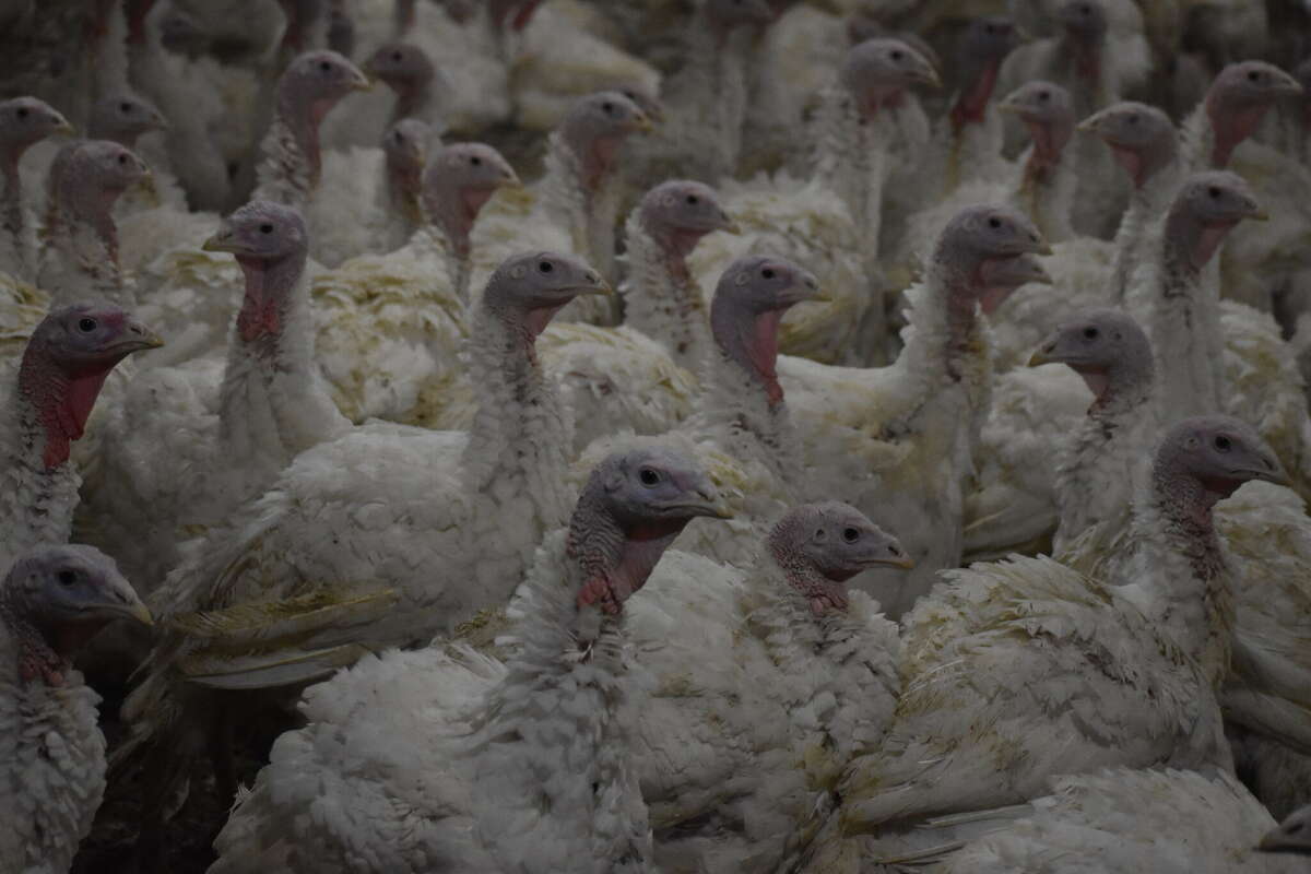 Sietsma Turkey Farm, Morley, raises over 30,000 turkeys at a time