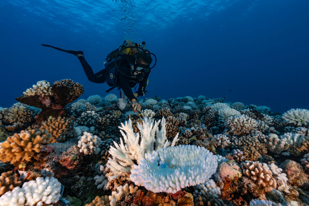 Coral reefs off Texas coast in Gulf of Mexico in danger due to climate ...