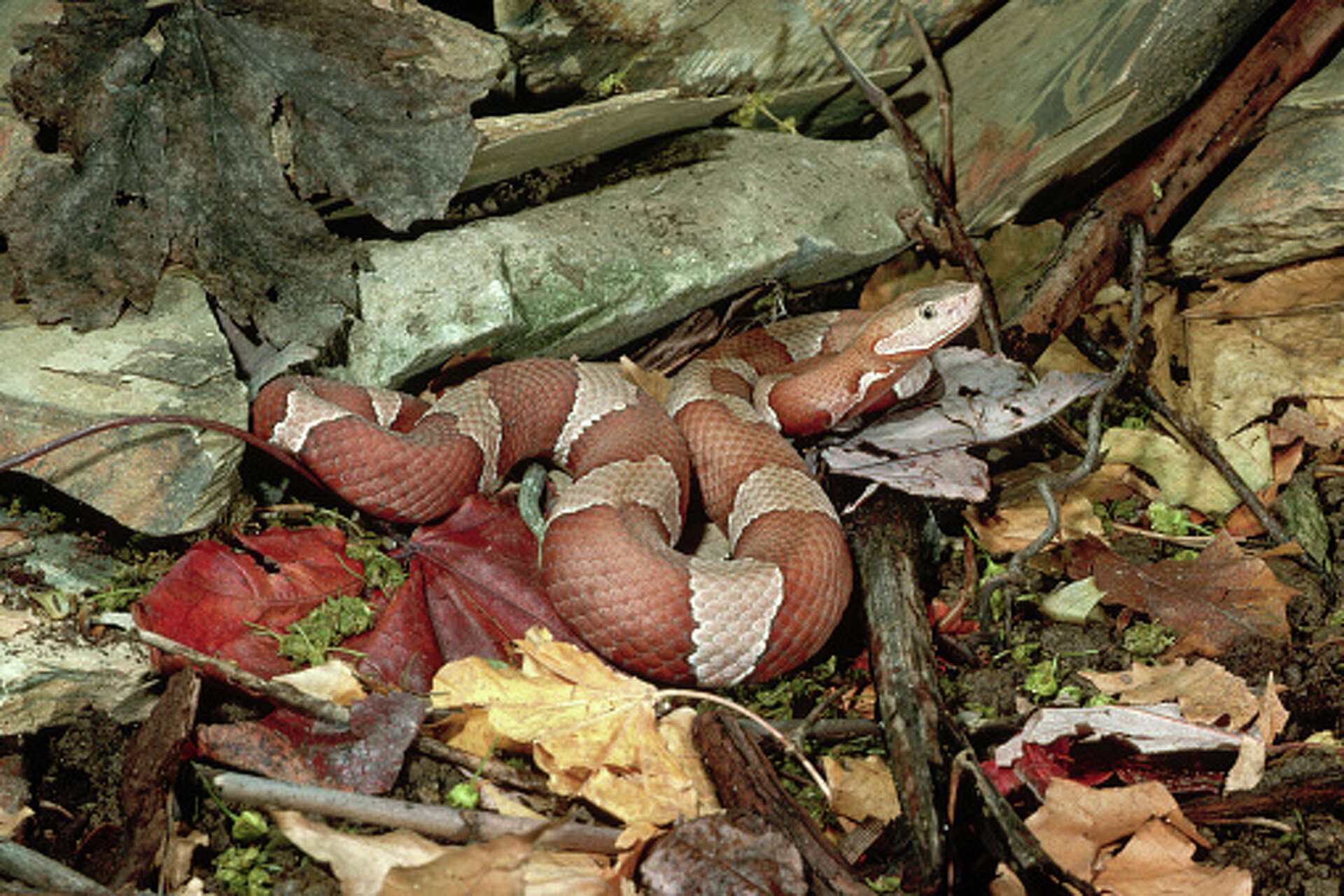 This Houston-area ER has an on-call snake wrangler