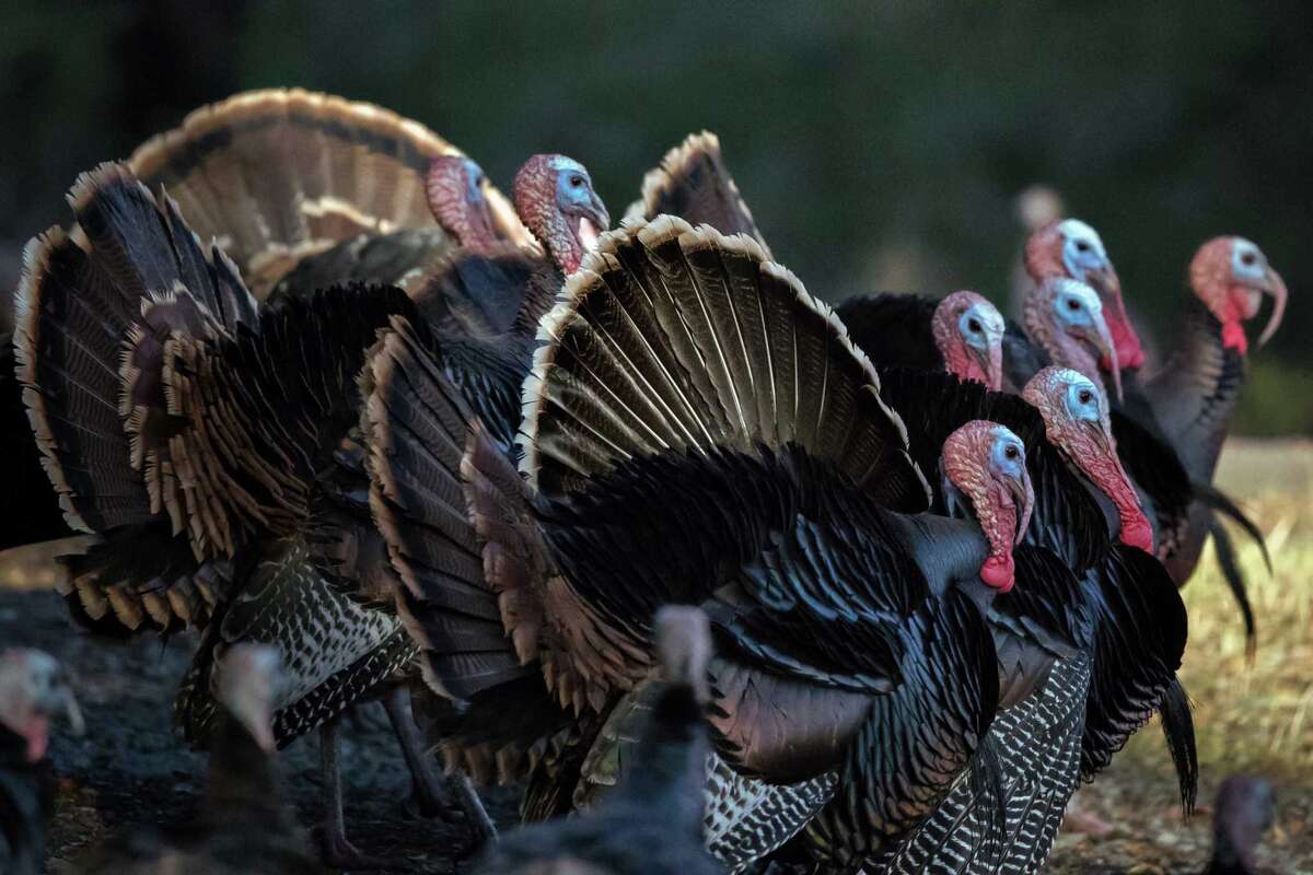 Alameda has been invaded by turkeys. They’re jerks. And also beloved