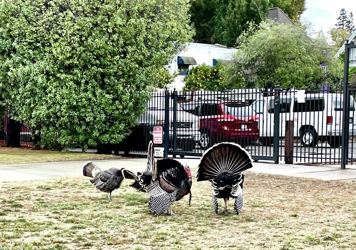 Alameda has been invaded by turkeys. They’re jerks. And also beloved