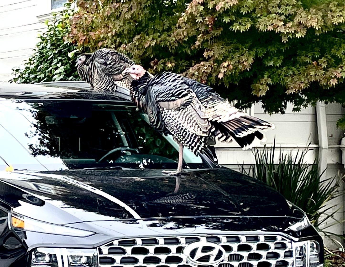 Alameda has been invaded by turkeys. They’re jerks. And also beloved