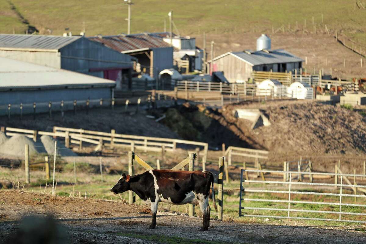 Is the water safe at Point Reyes beaches? Here is what we know