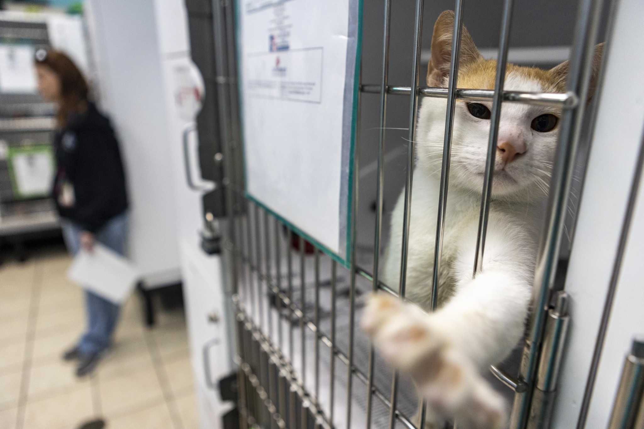 San Marcos eyes animal-rule overhaul, aims to put down fewer pets