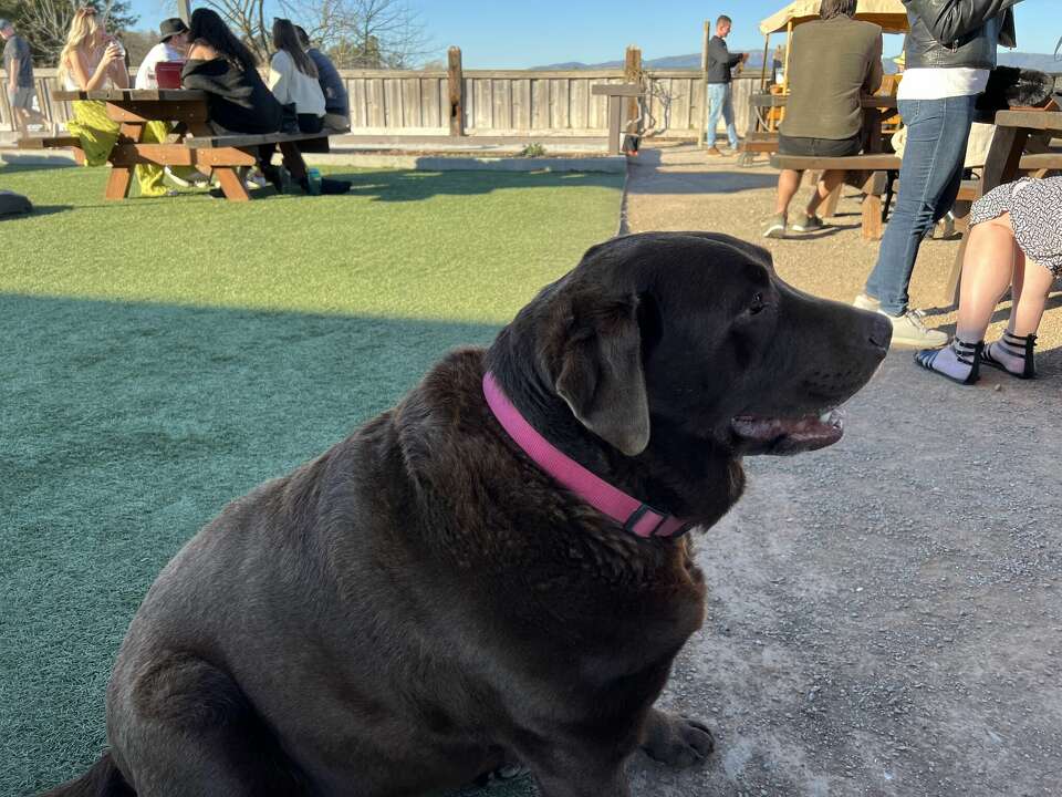 27 dog-friendly Sonoma wineries worth visiting