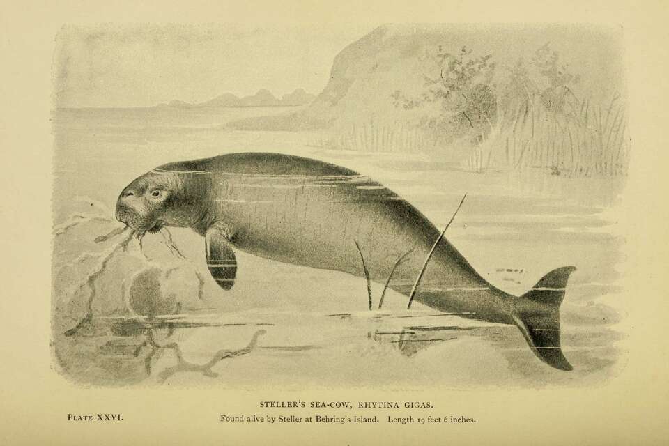 A giant sea cow once roamed California’s coast. Its disappearance is ...