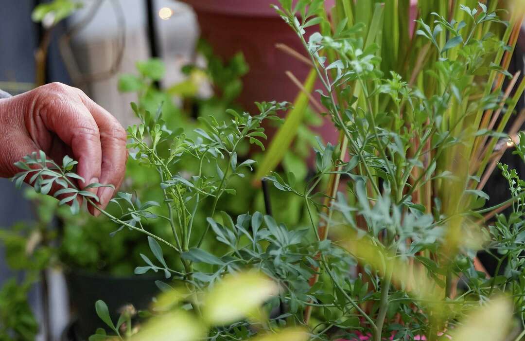 Beautiful patio gardens in Gulfton link residents to the lives they ...
