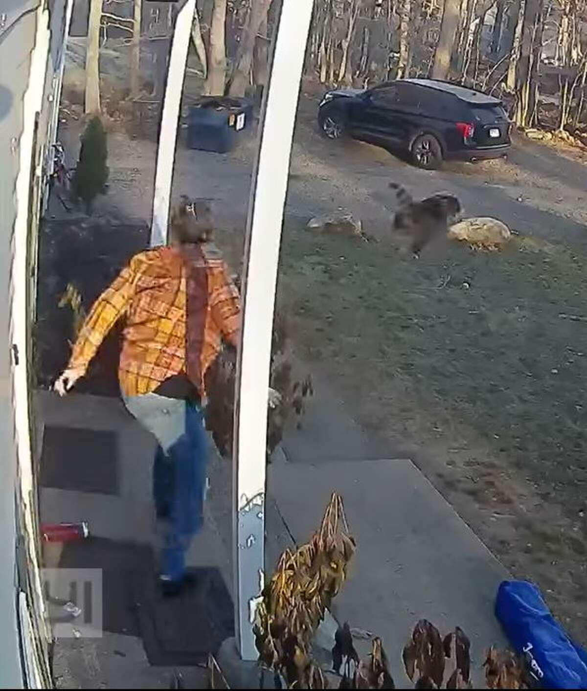 Video shows CT mom save screaming daughter from attacking raccoon