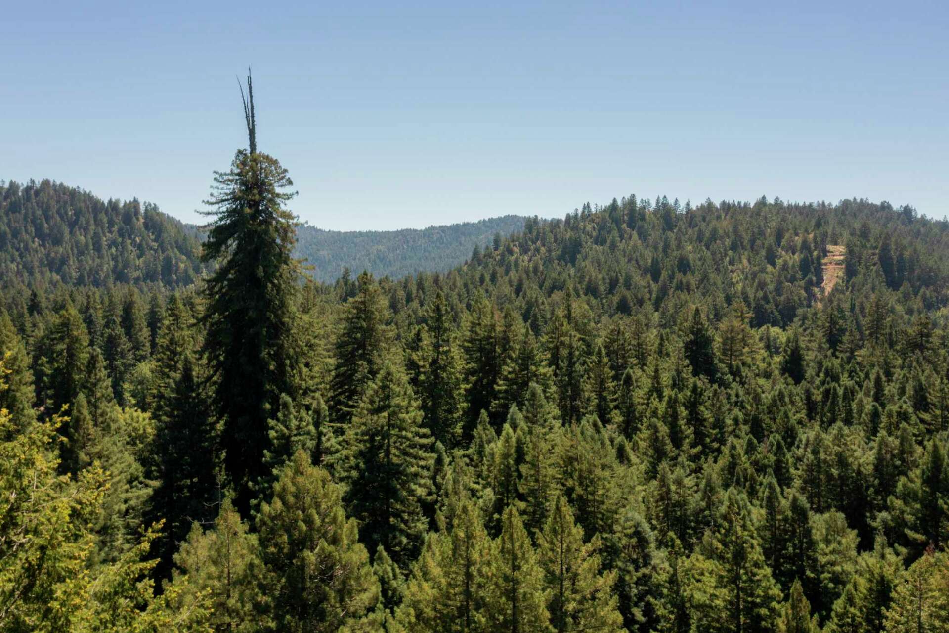 2,000-year-old redwood on the Russian River may finally be conserved