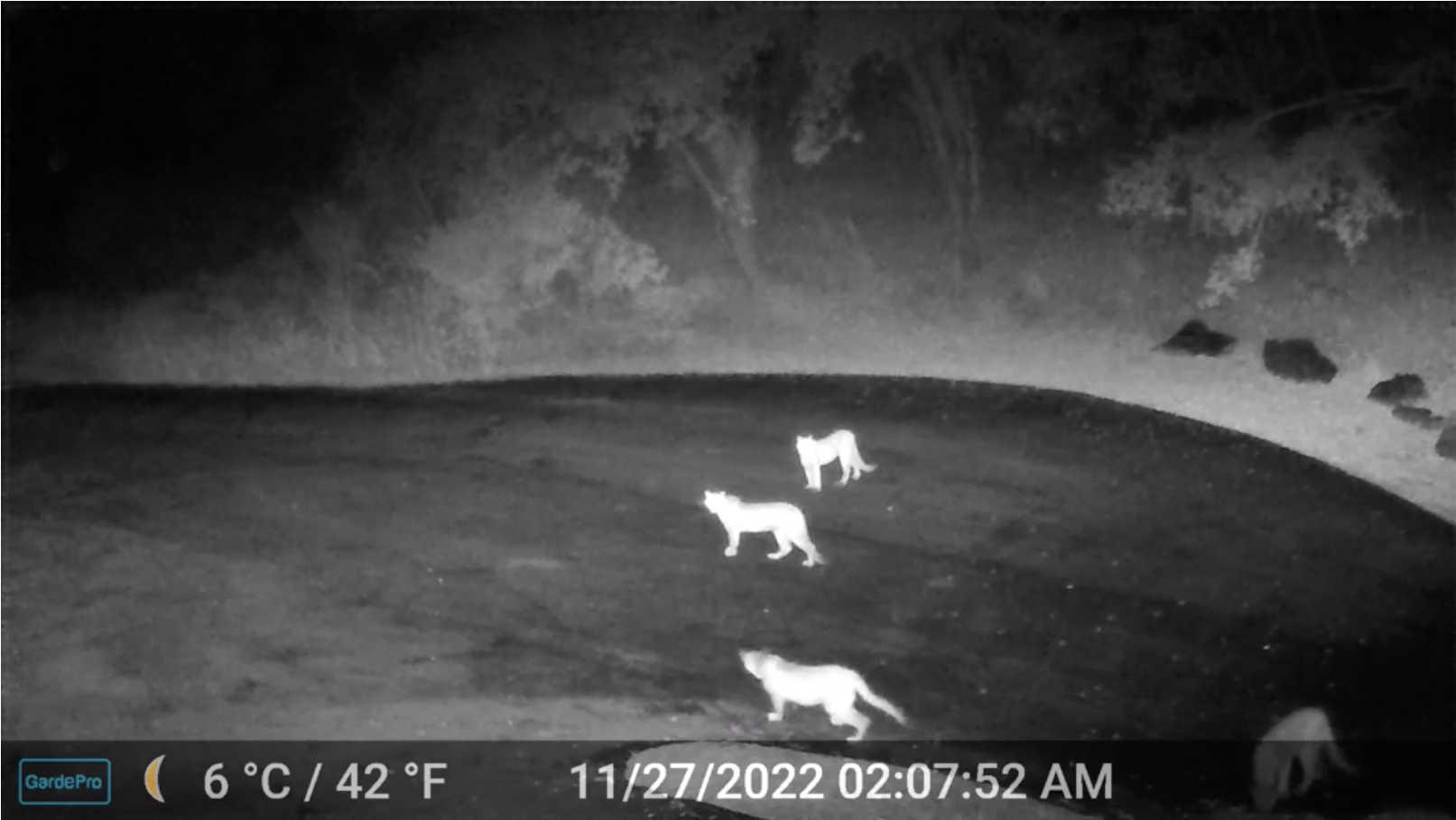 Rare footage captured of 4 mountain lions together in Santa Cruz County