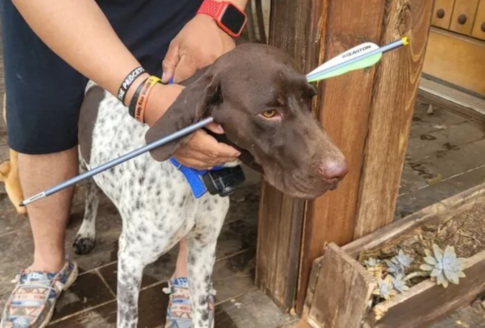 Texas dog survives 'viciously' being shot by an arrow