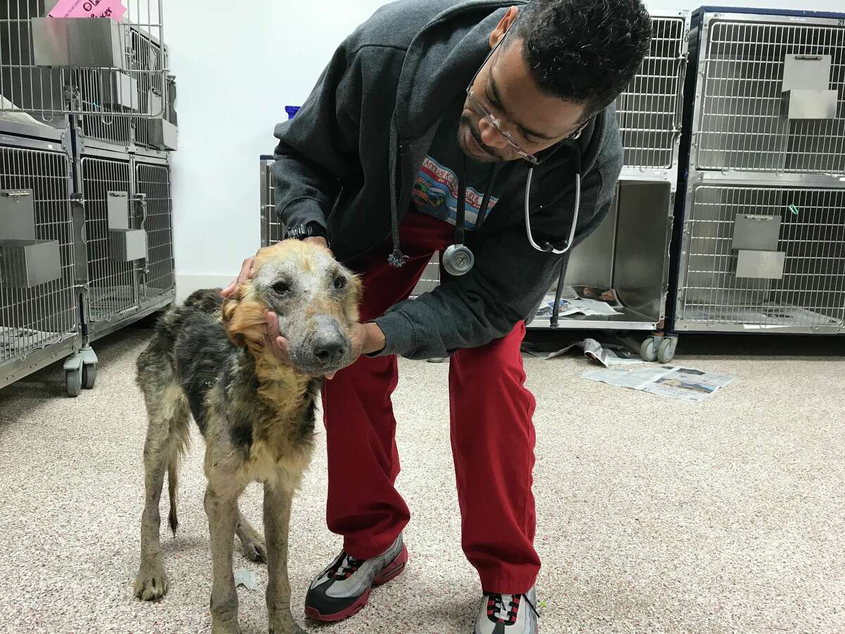 Houston Humane hires ex-Sugar Land manager who left under investigation