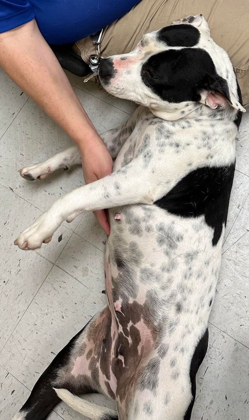 Local Shelter Animals To Be Available At Adoption Events This Weekend Local Shelter Animals To Be Available At Adoption Events This Weekend