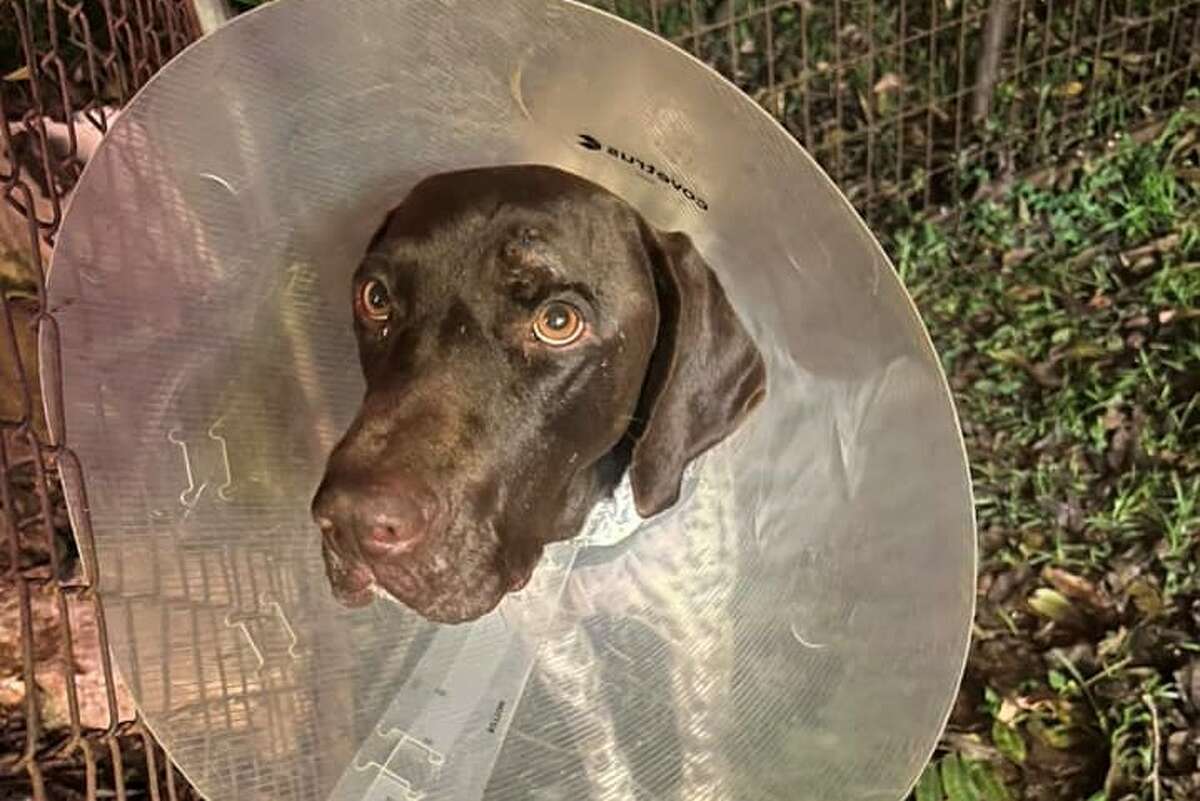 A dog in Medina County was found with an arrow through its head