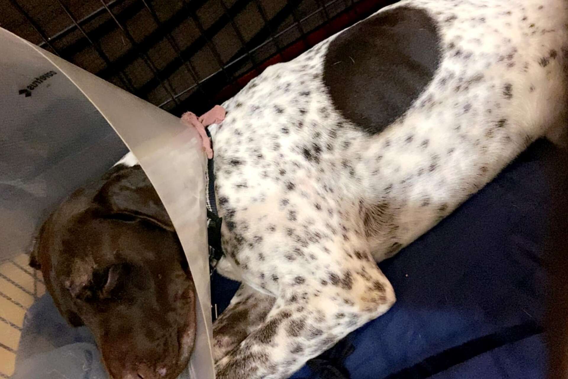 A dog in Medina County was found with an arrow through its head