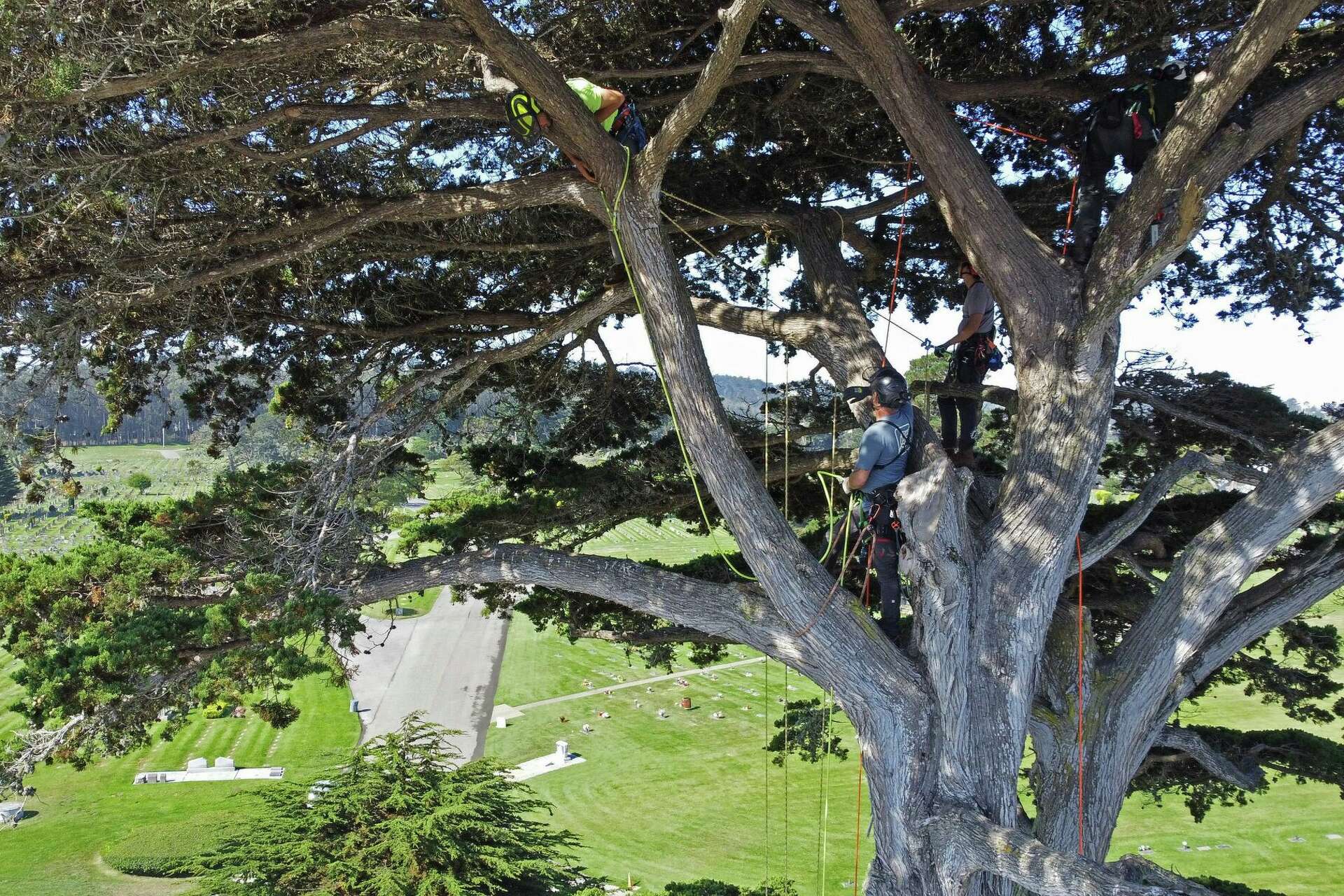 A hidden arboretum featuring San Francisco’s beloved tree