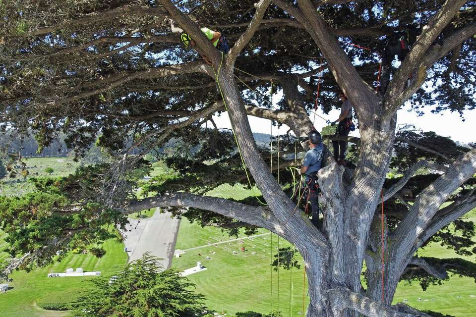 A hidden arboretum featuring San Francisco’s beloved tree