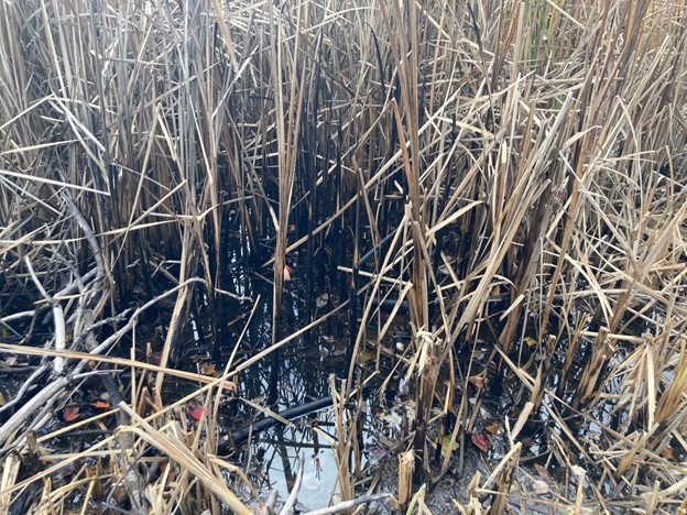 Using fuel to kill cattails in town of Glen a DEC no-no