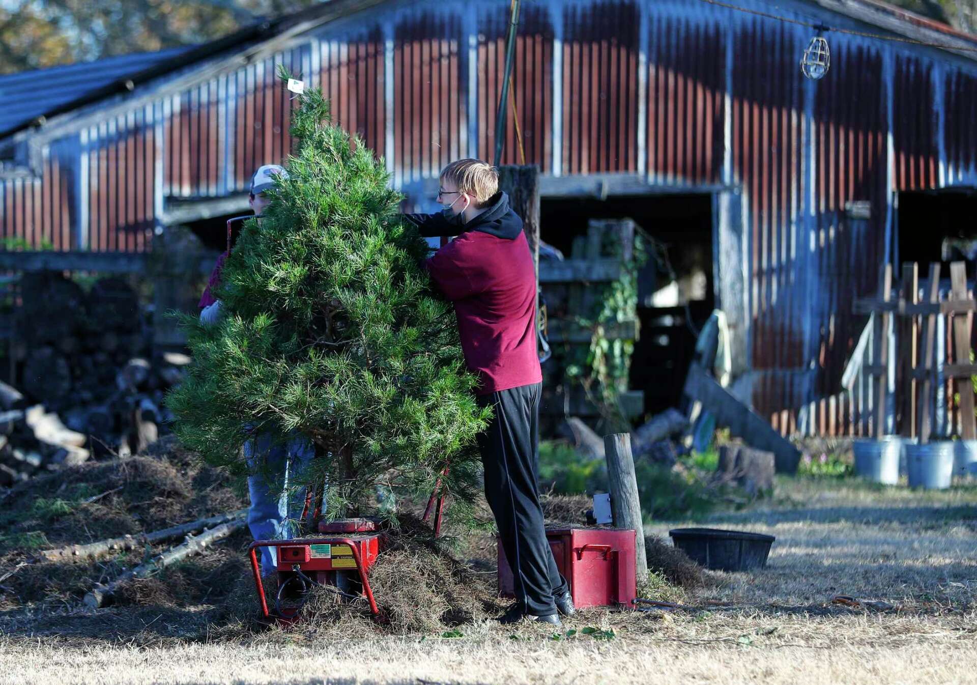 Want to cut your own Christmas tree? Here are helpful tips