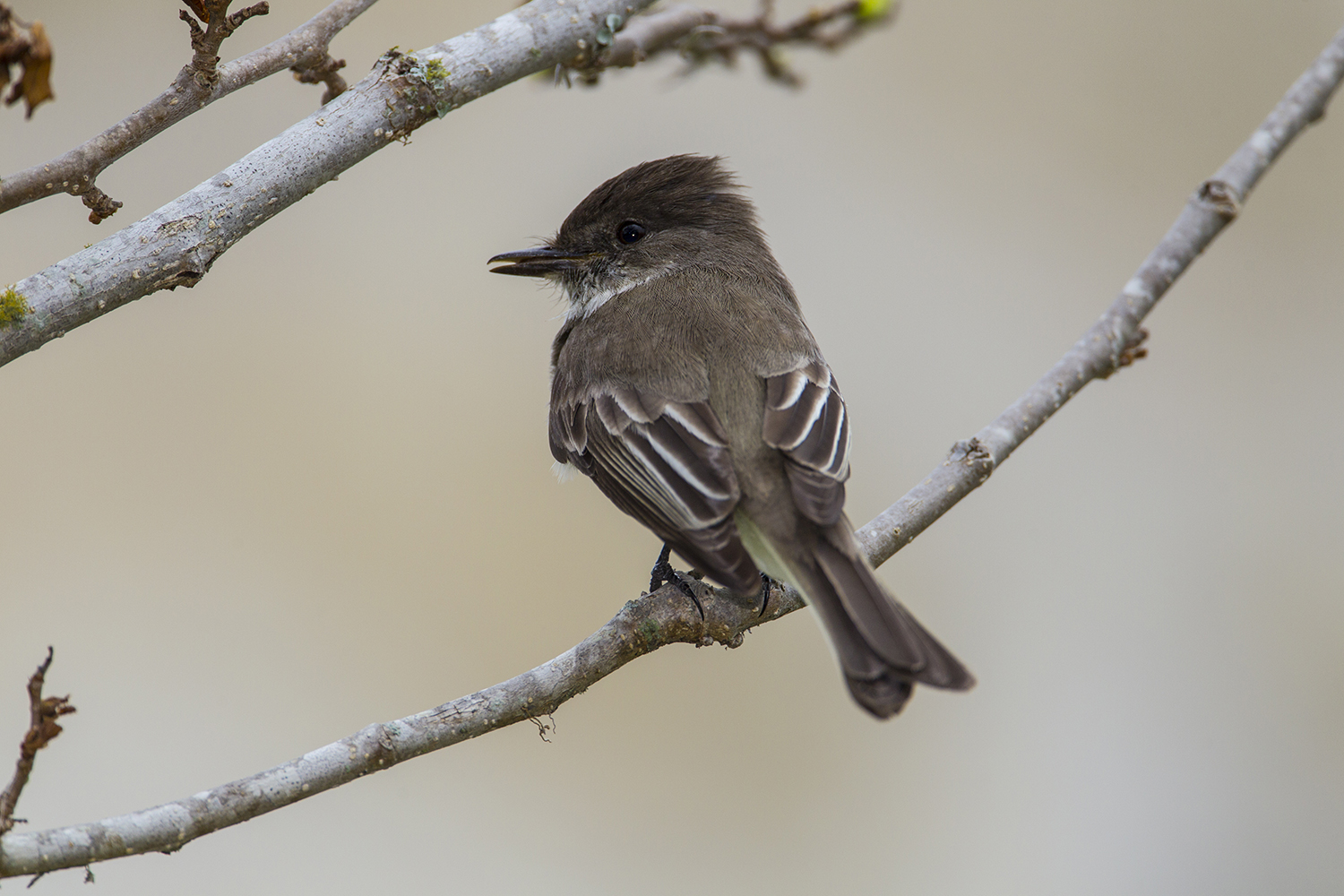 Eastern phoebes arrive in Houston like an early holiday gift