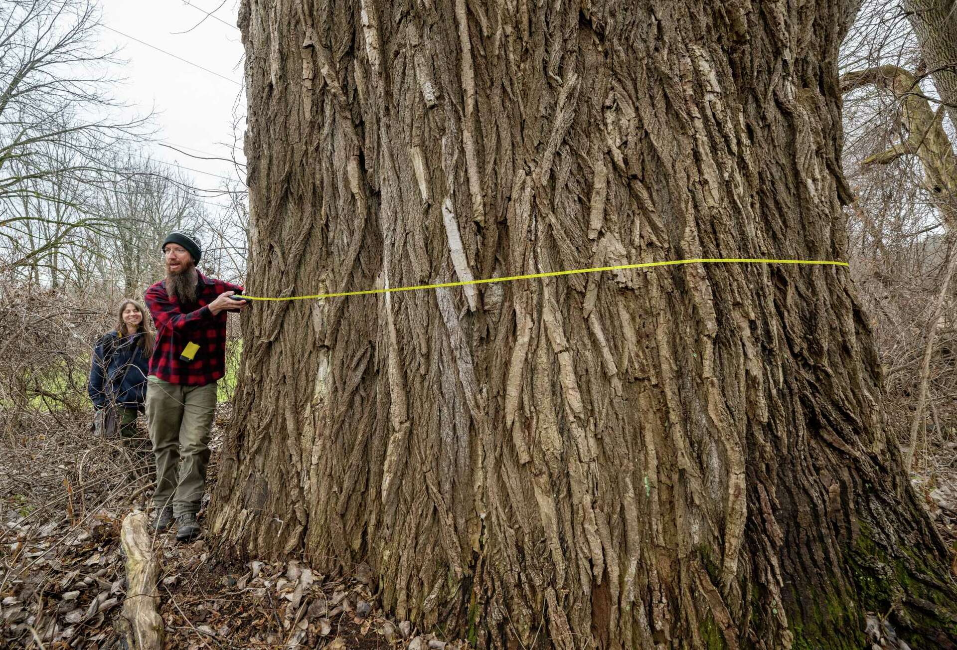 New York's largest documented tree discovered in Schaghticoke