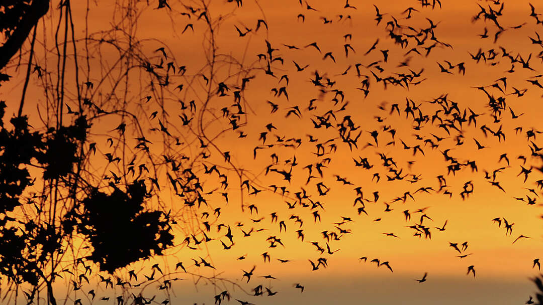 Why the Waugh Drive bat colony is a must-see Houston wonder