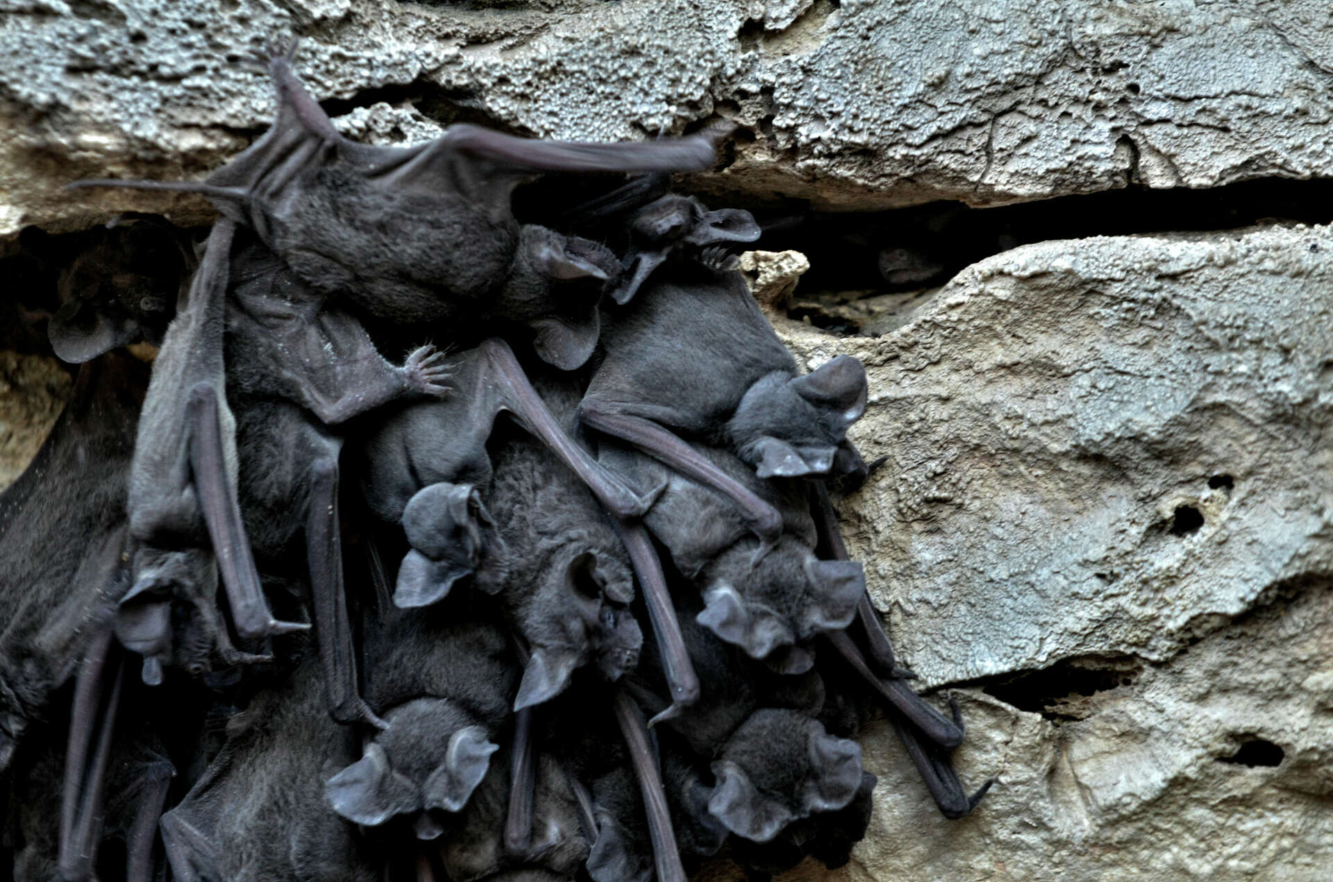 The best spots in Texas for bat watching