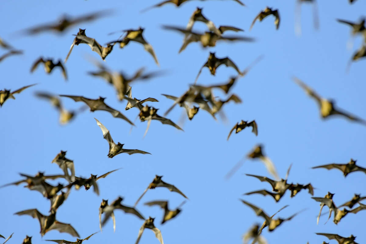 The best spots in Texas for bat watching