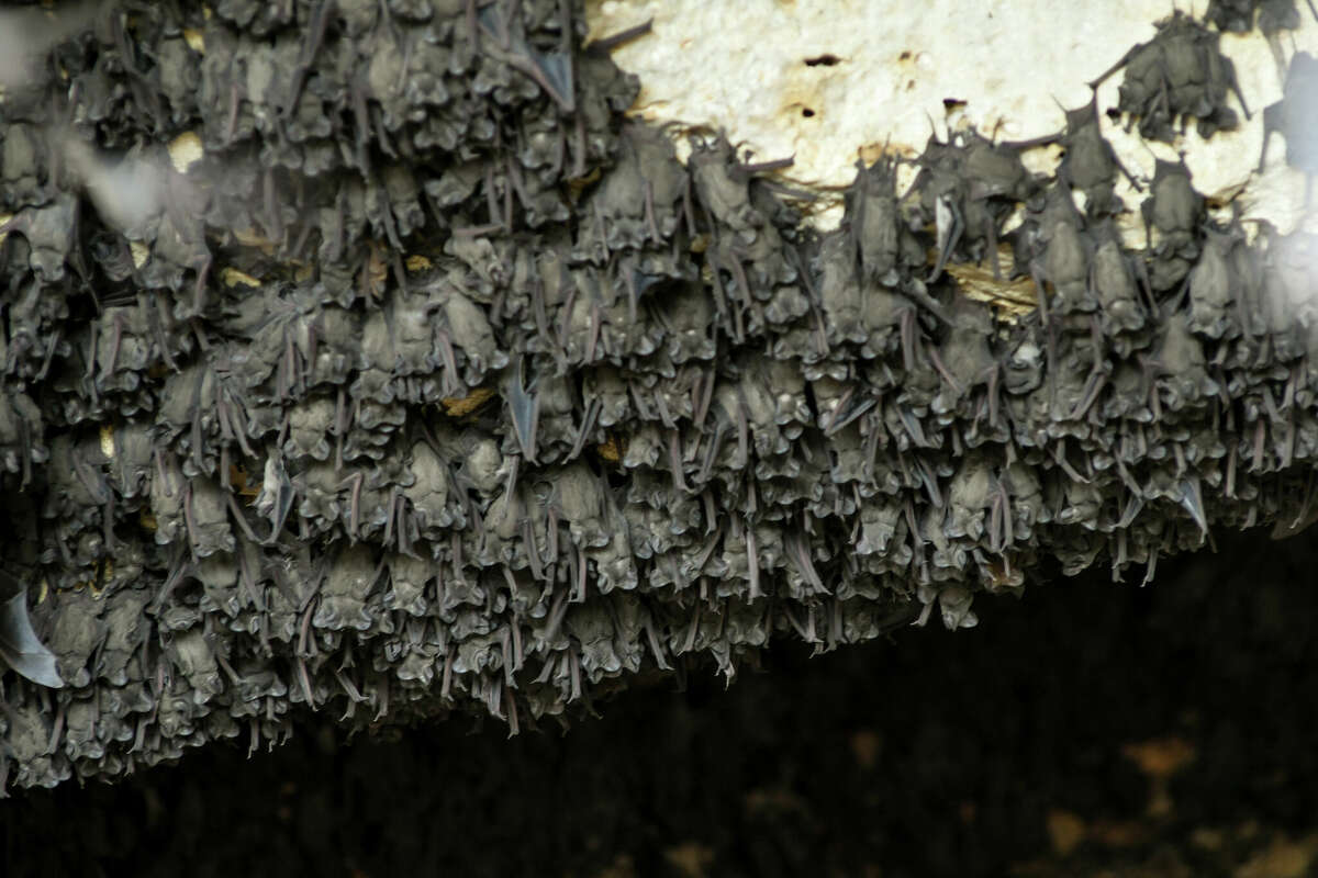 The best spots in Texas for bat watching