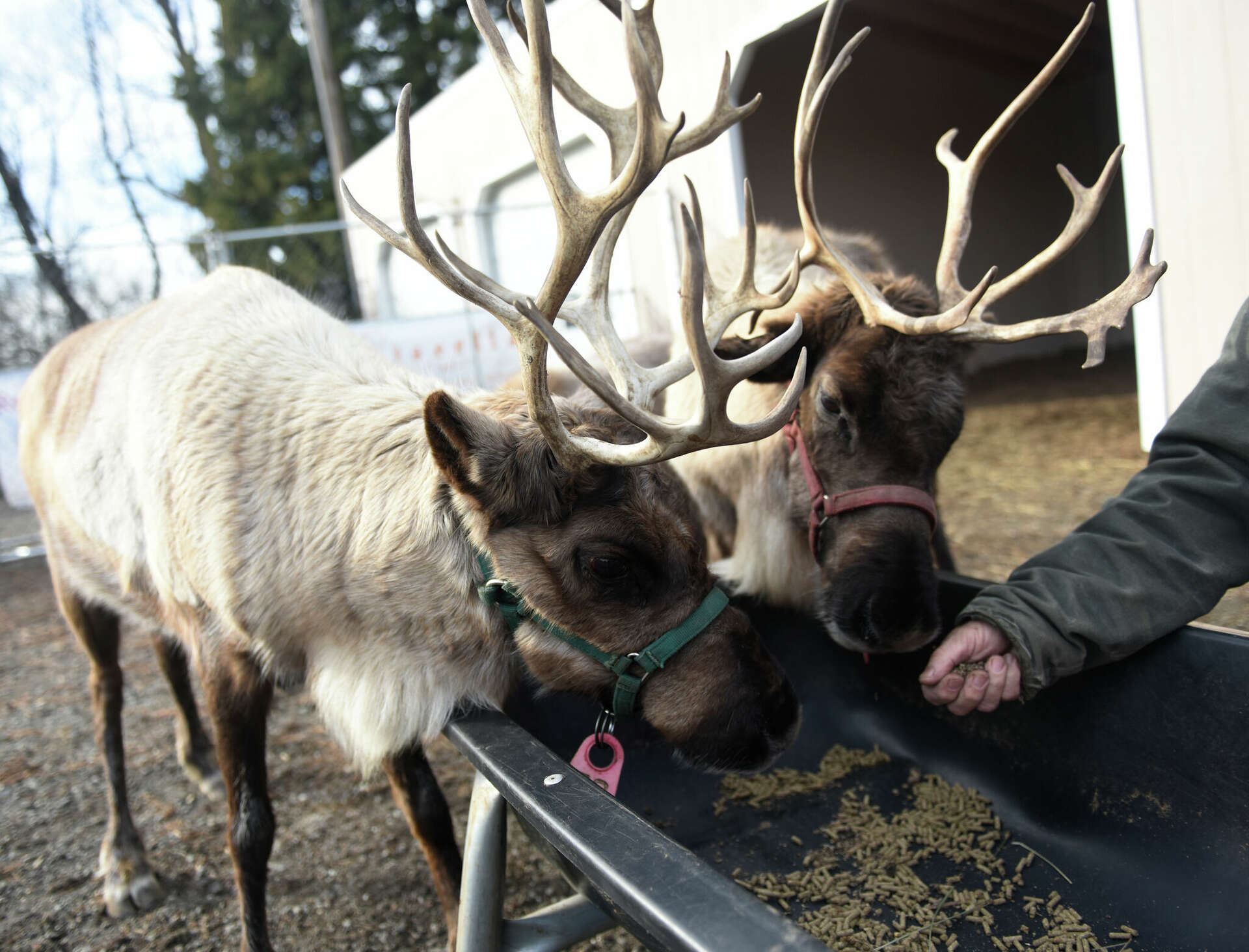 Where to find reindeer (and goats dressed like them) in CT