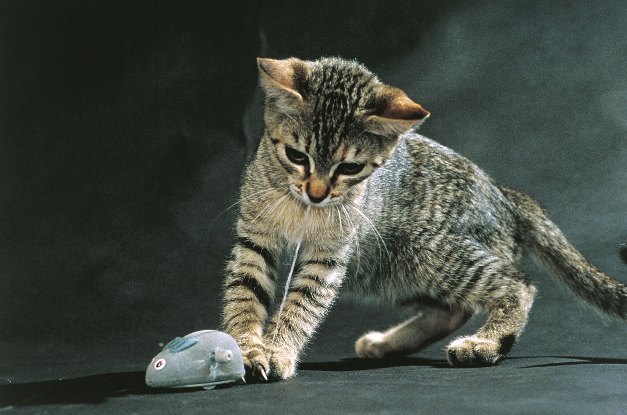 Five Gift Ideas For Cats This Holiday Season Five Gift Ideas For Cats This Holiday Season