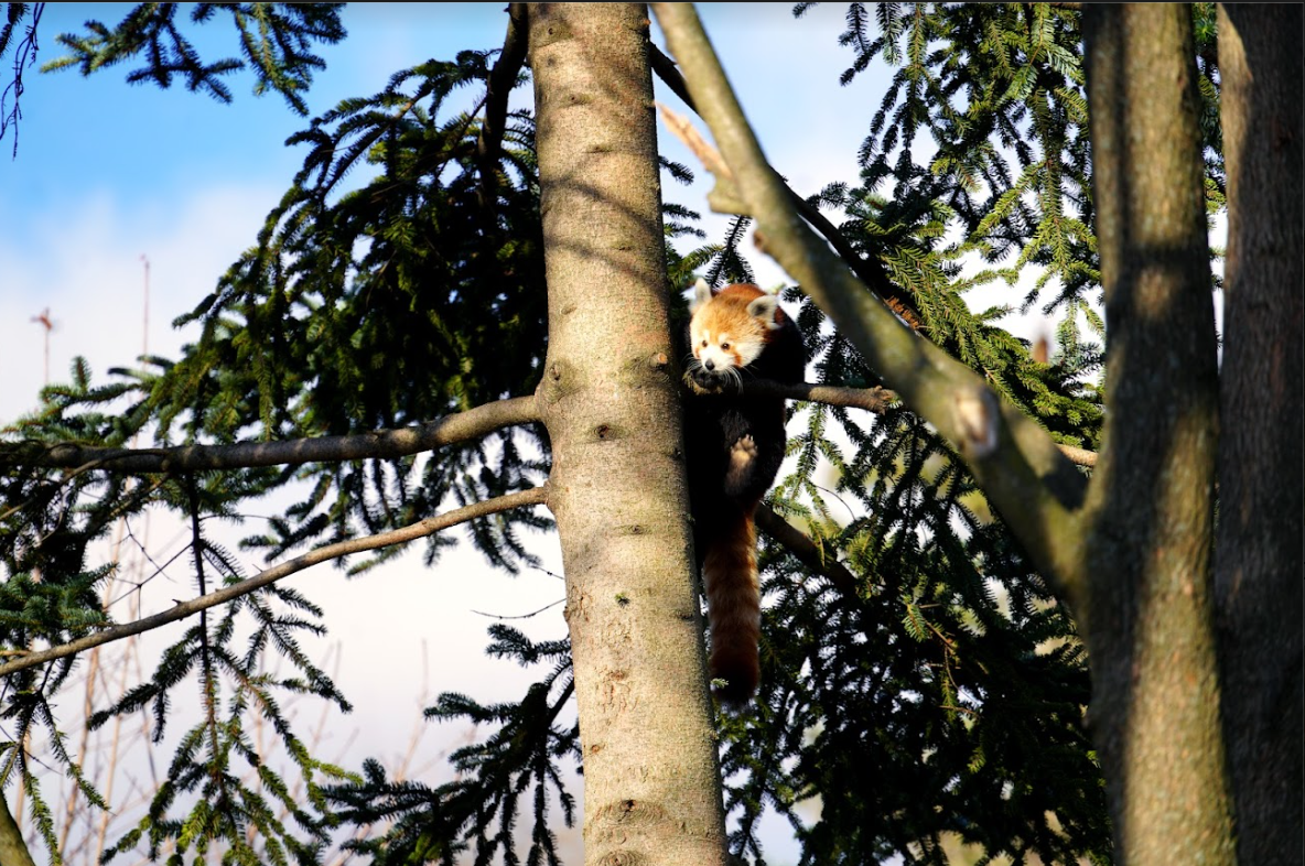 Detroit Zoo introduces new red panda named Ginger for winter season