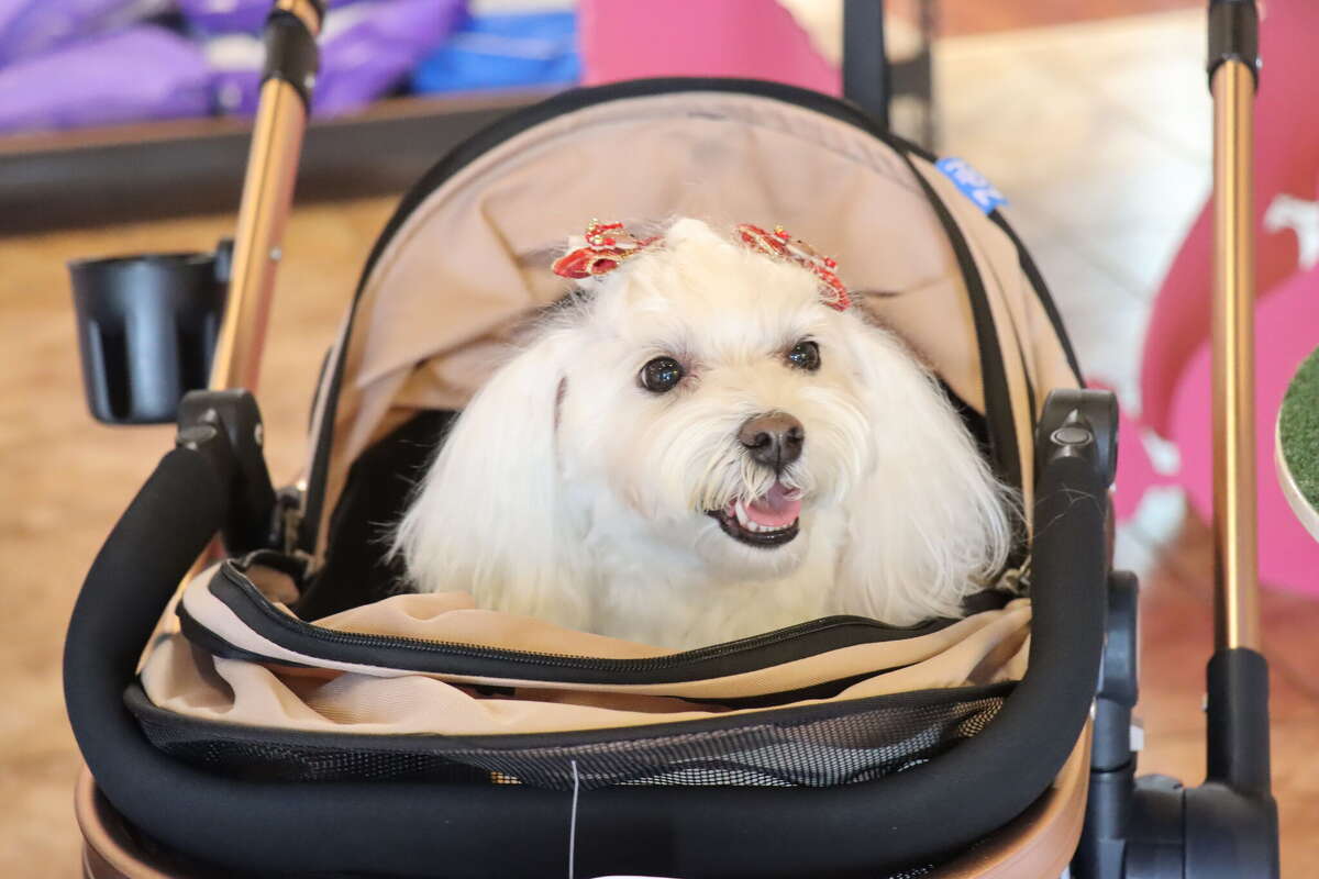 Get to know the owner of Pippa's Closet, a dog boutique in Beaumont