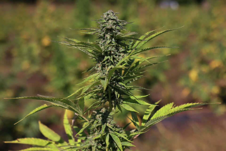 Falling marijuana prices are hurting California farms