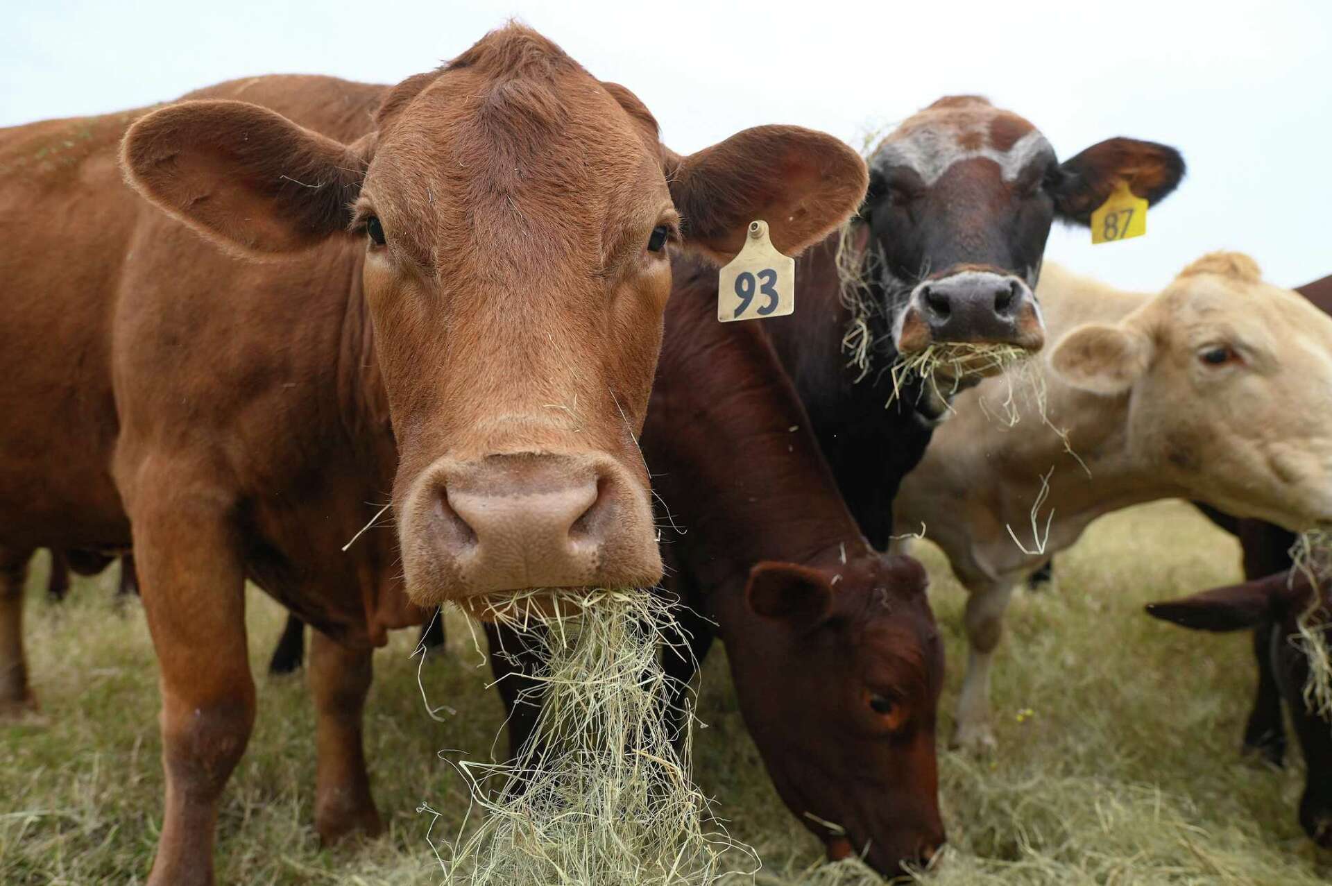 In Texas drought, hay shortage hits San Antonio-area ranchers