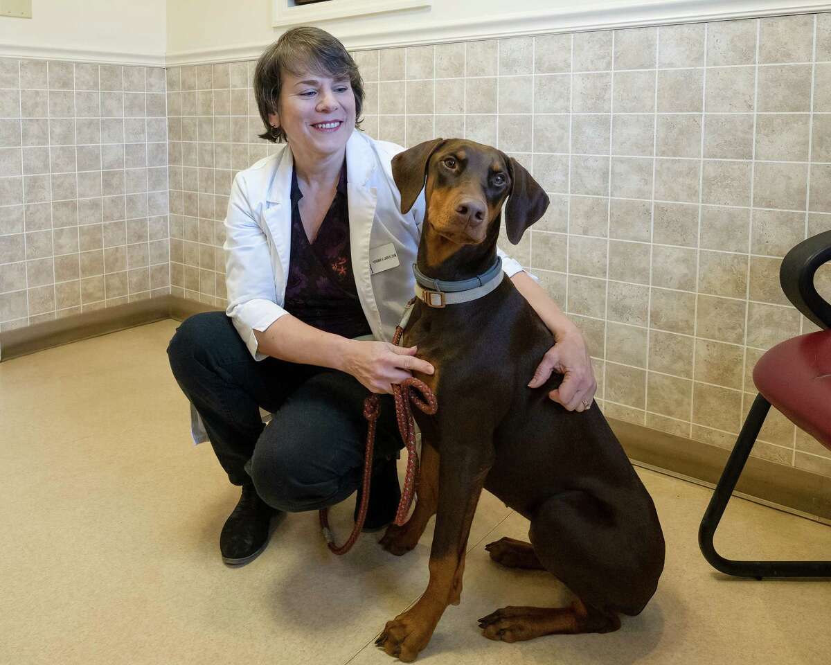 Veterinarian shortage overwhelms Capital Region clinics