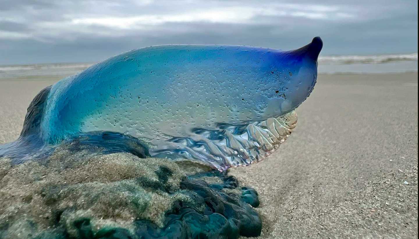 VIDEO: Colorful, stinging creatures wash up on South Carolina shore ...