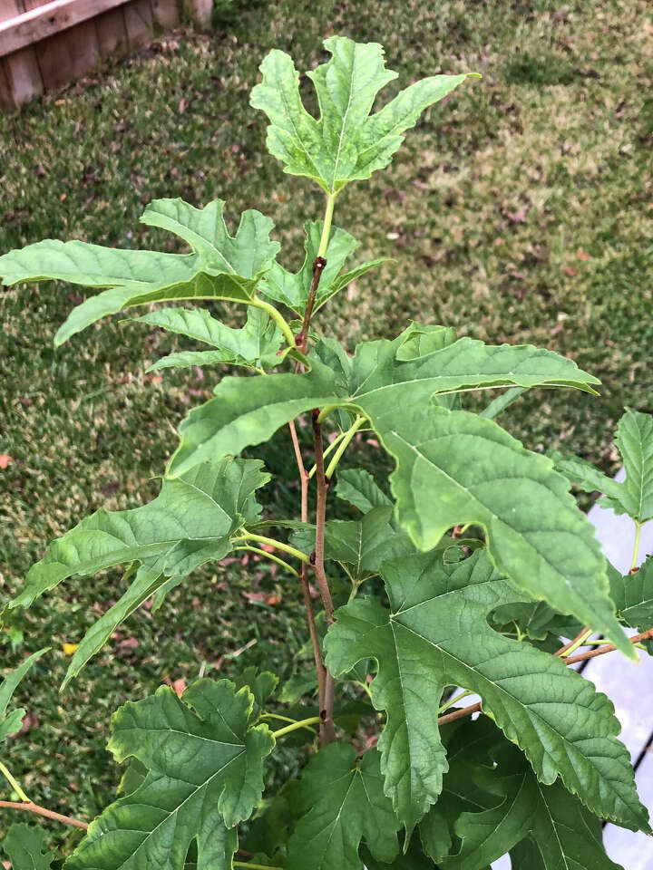 Texas' most invasive plant: Japanese privet should be removed