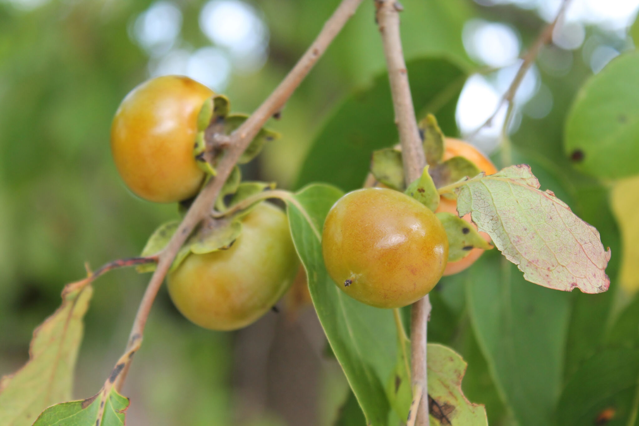 Texas arctic blast cold front: Persimmons show winter weather forecast