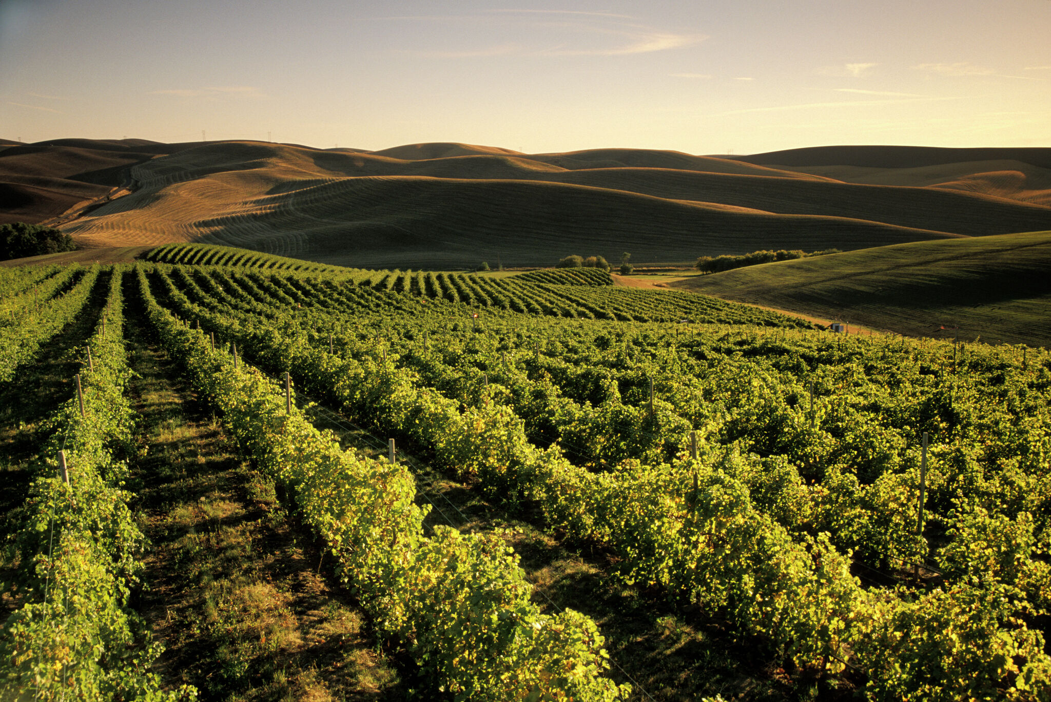 Walla Walla wineries to visit in Washington wine country