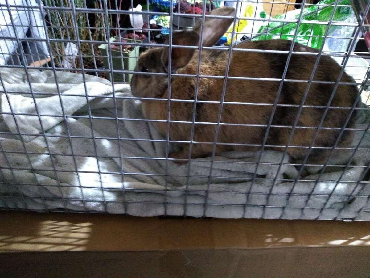 Abandoned pet bunnies rescued from Albany park in time for Christmas