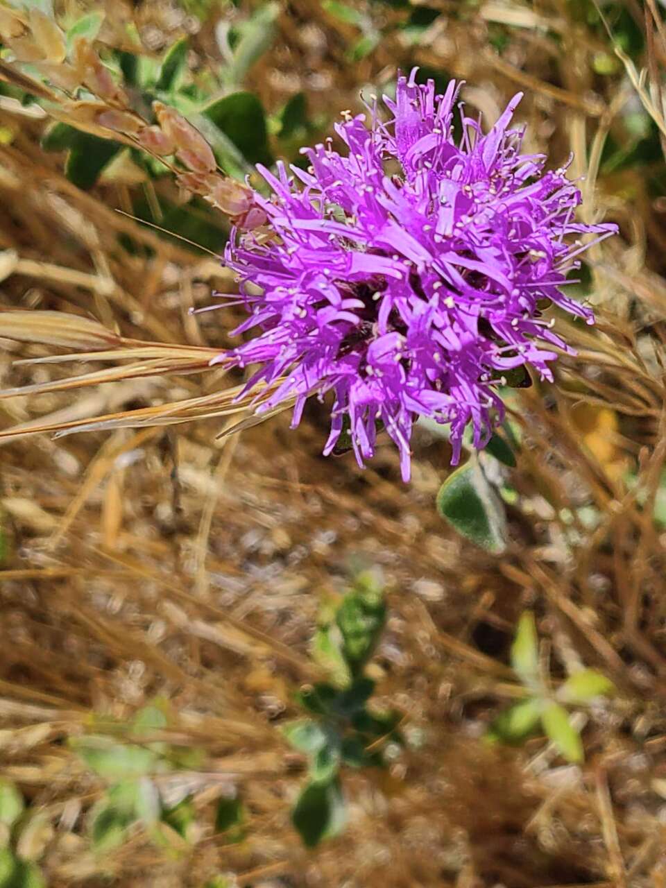 Native ground covers add beauty, and pollinators, to your Bay Area garden