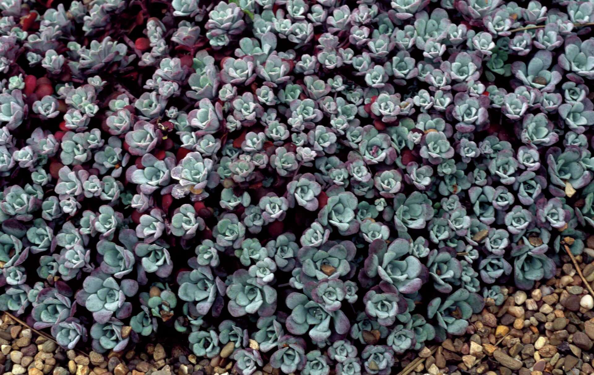 Native ground covers add beauty, and pollinators, to your Bay Area garden