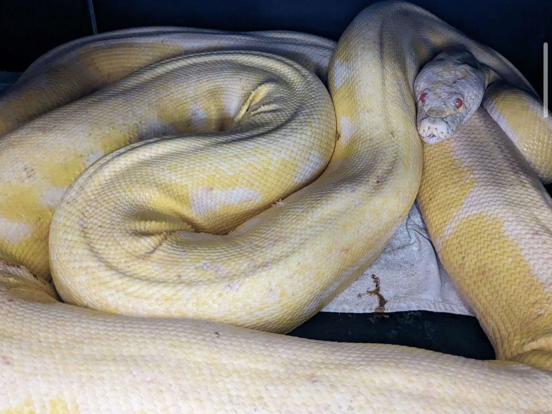 16-foot python found after roaming Austin for six months