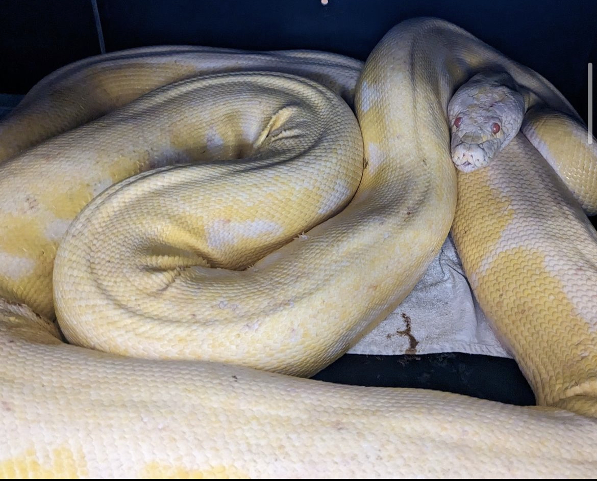 16-foot python found after roaming Austin for six months