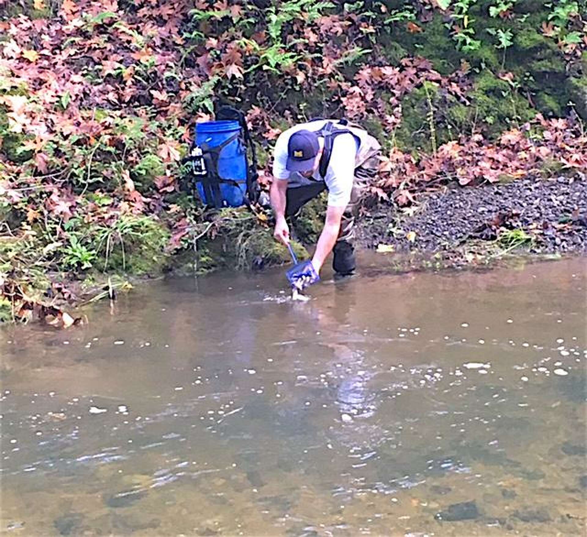 How California drought poses threat to Russian River coho salmon